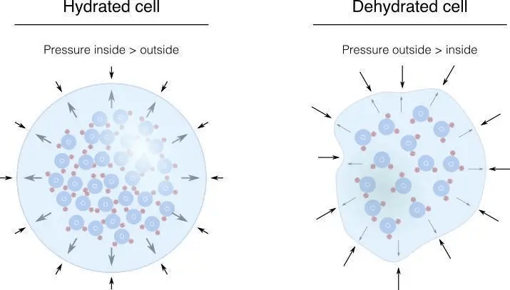 Dehidratacija | Soderma